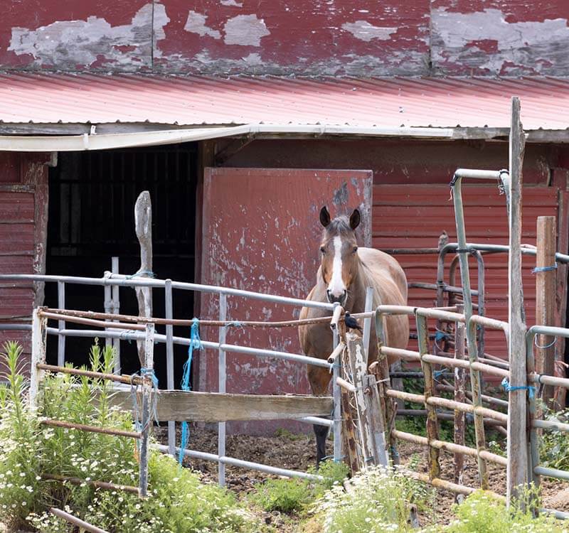 horse-riding-3b | Willow Creek Ranch at the Hole in the Wall, LLC